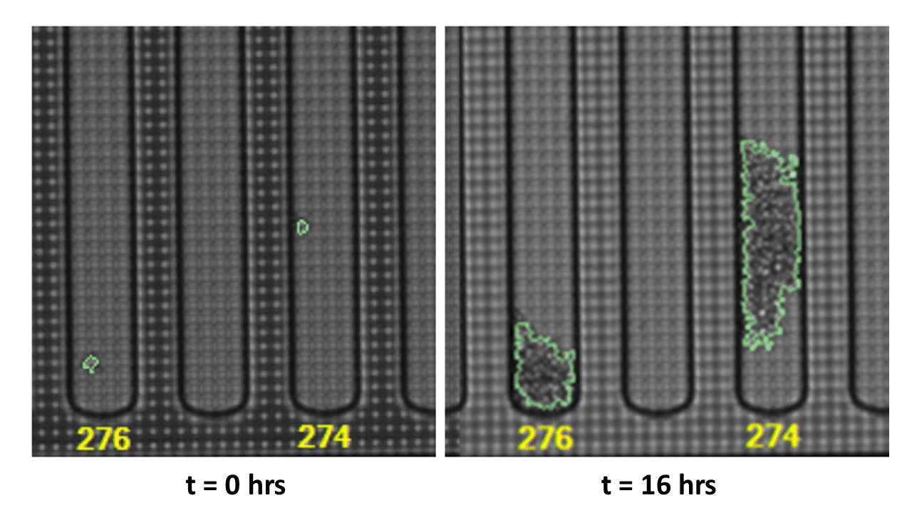 The growth and bottlenecks of synthetic biology: say hello to Berkeley ...