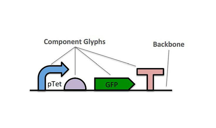 ACS Synthetic Biology Adopts SBOL Synthetic Biology Standards - SynBioBeta