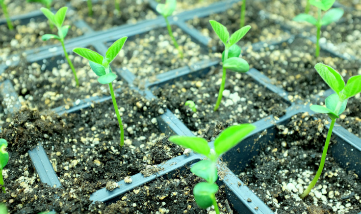 How AgBiome is Using the Plant-associated Microbiome to Create ...