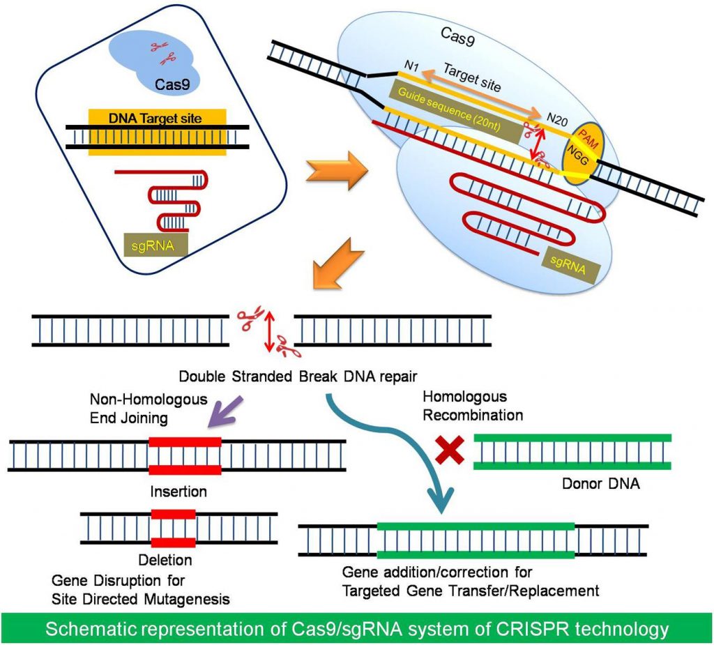 CRISPR gets a transposon upgrade - SynBioBeta