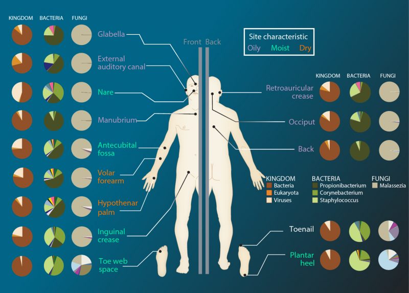 Adding to the microbial toolbox: Optimizing skin microbes to treat skin ...