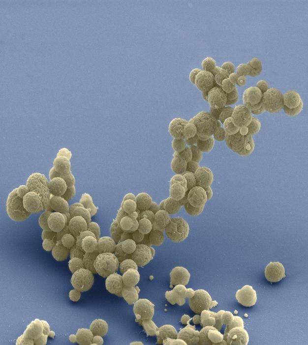 The Unexpected Evolution of Minimalist Synthetic Microbes - SynBioBeta