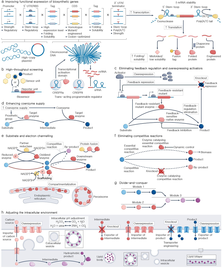 Microbial Cell Factories: A Delicious and Glamorous Revolution - SynBioBeta