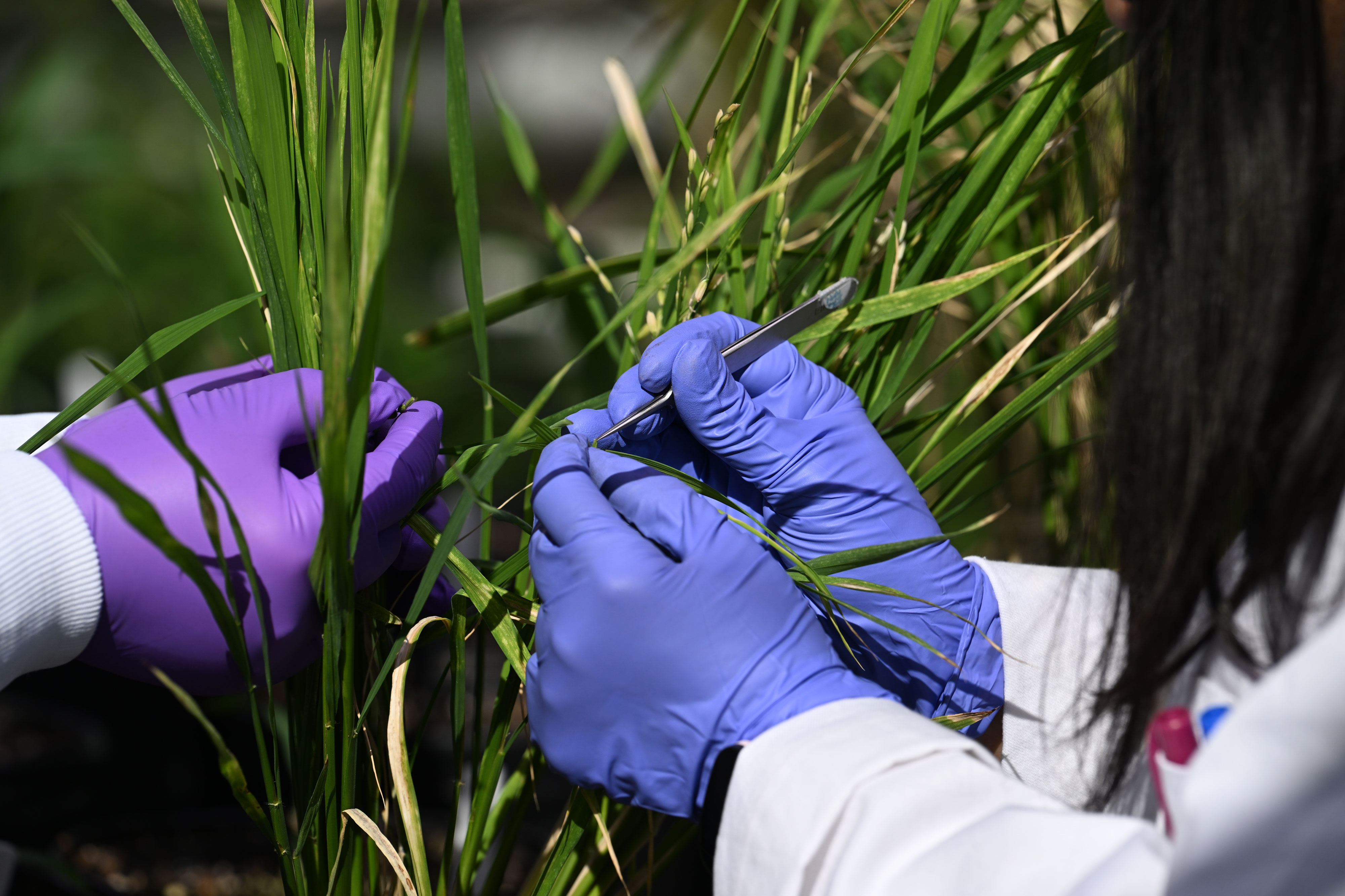Biofuel and Bioproduct Generation Boosted with Engineered Enzymes ...