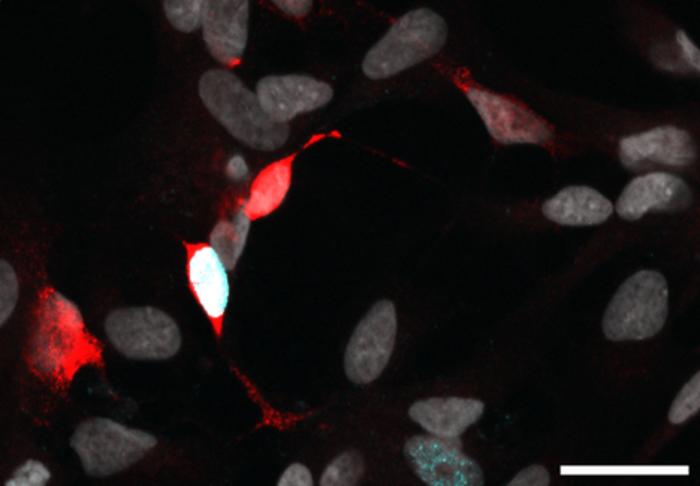 Seeing is Believing: Turning Retinal Cells into Neurons for Vision ...