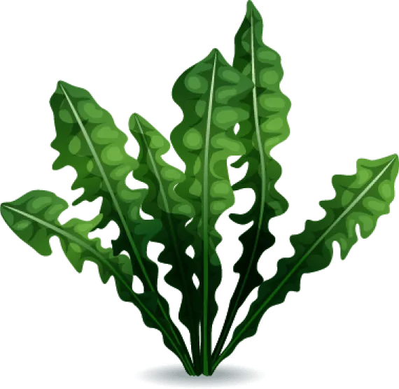 Steam Weeding Colorado: Safe, Effective Weed Control for a Thriving Lawn