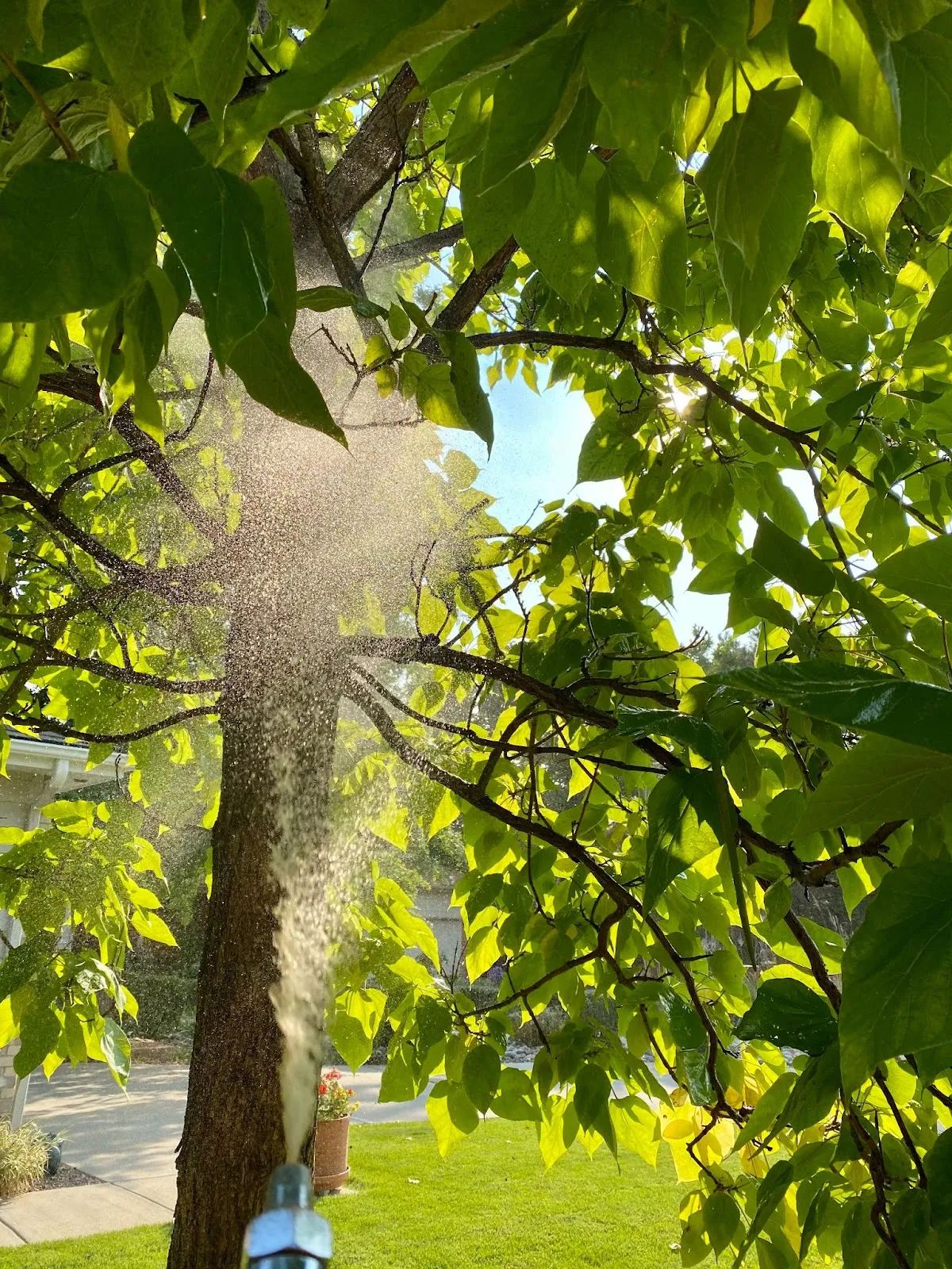 Unlock Nature's Power: Compost Tea Spraying for a Greener Lawn