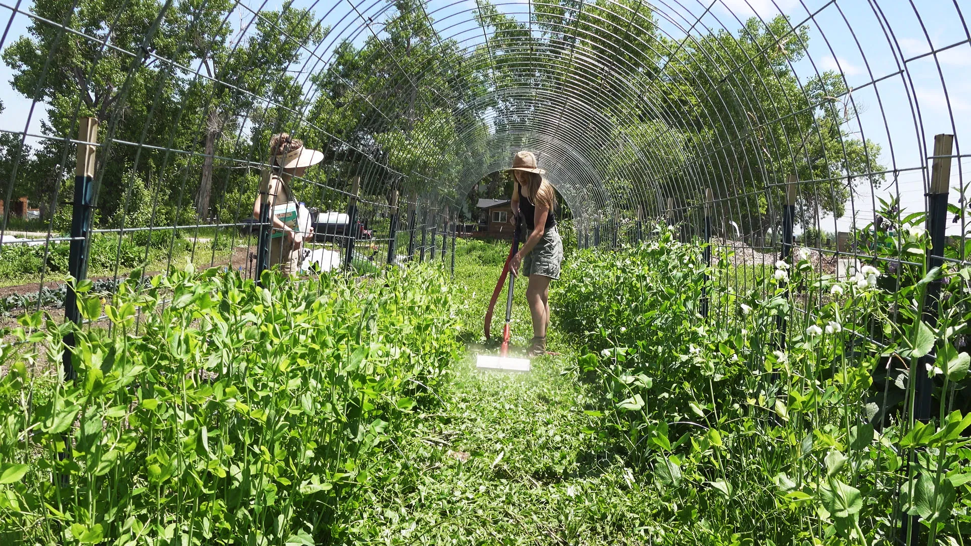 Steam Weeding Colorado: Safe, Effective Weed Control for a Thriving Lawn