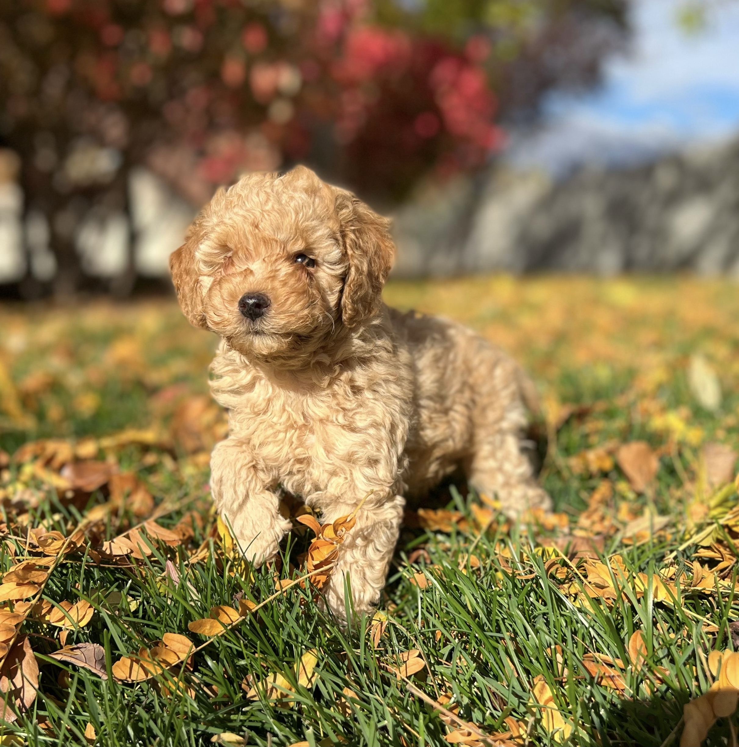 Yellow Goldendoodle