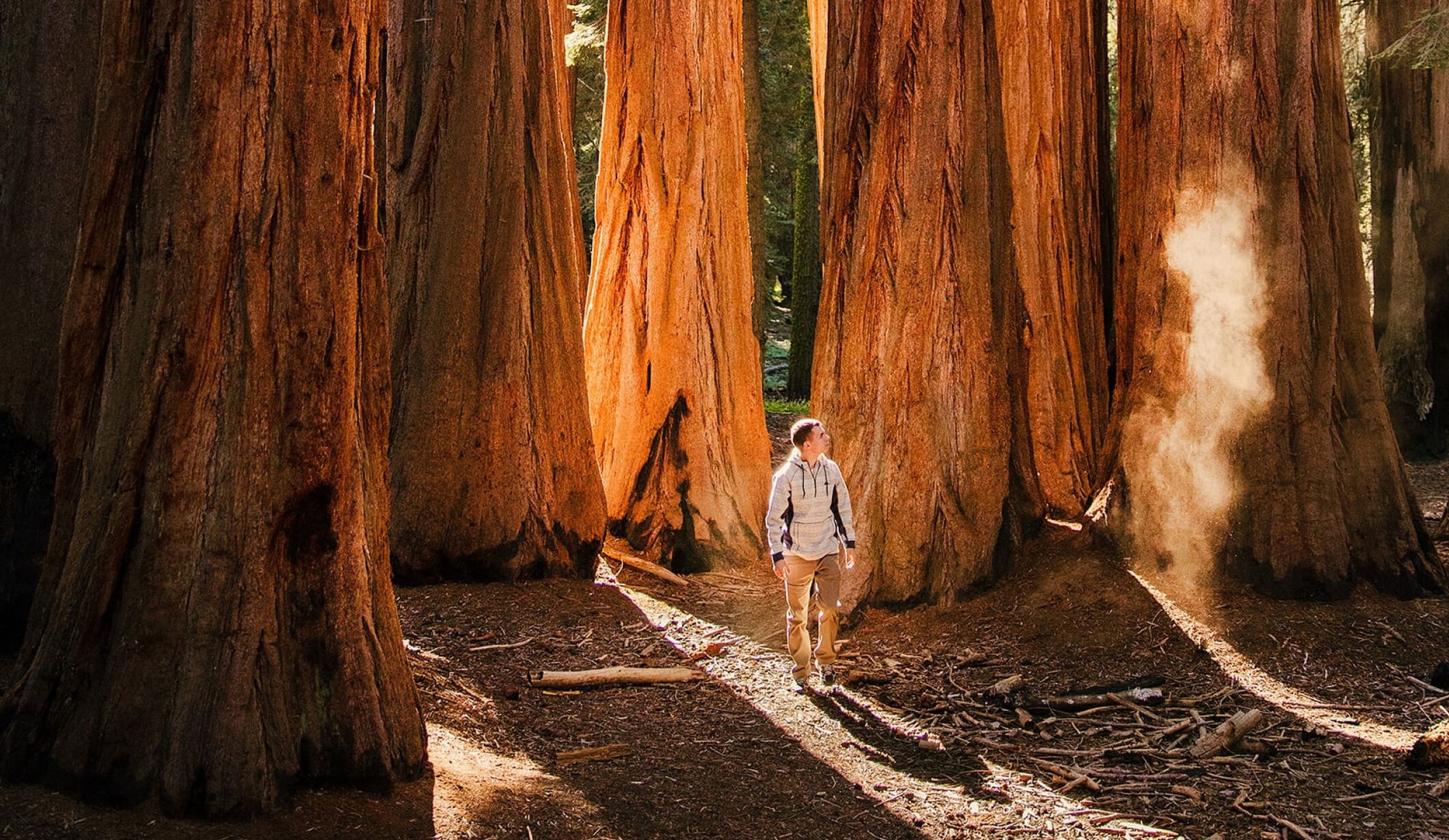 Sequoia Arc: Catalyst for Seed Companies