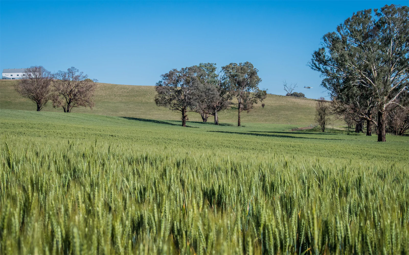 AgriDigital | Australia's leading grain management software