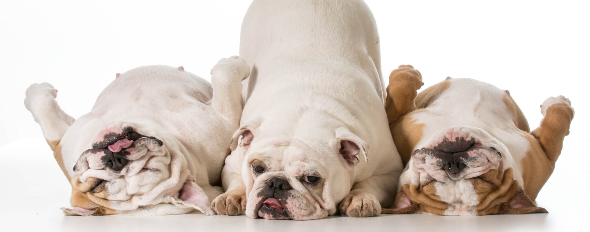 POZNAJ PSA: BULDOG ANGIELSKI | DogWay