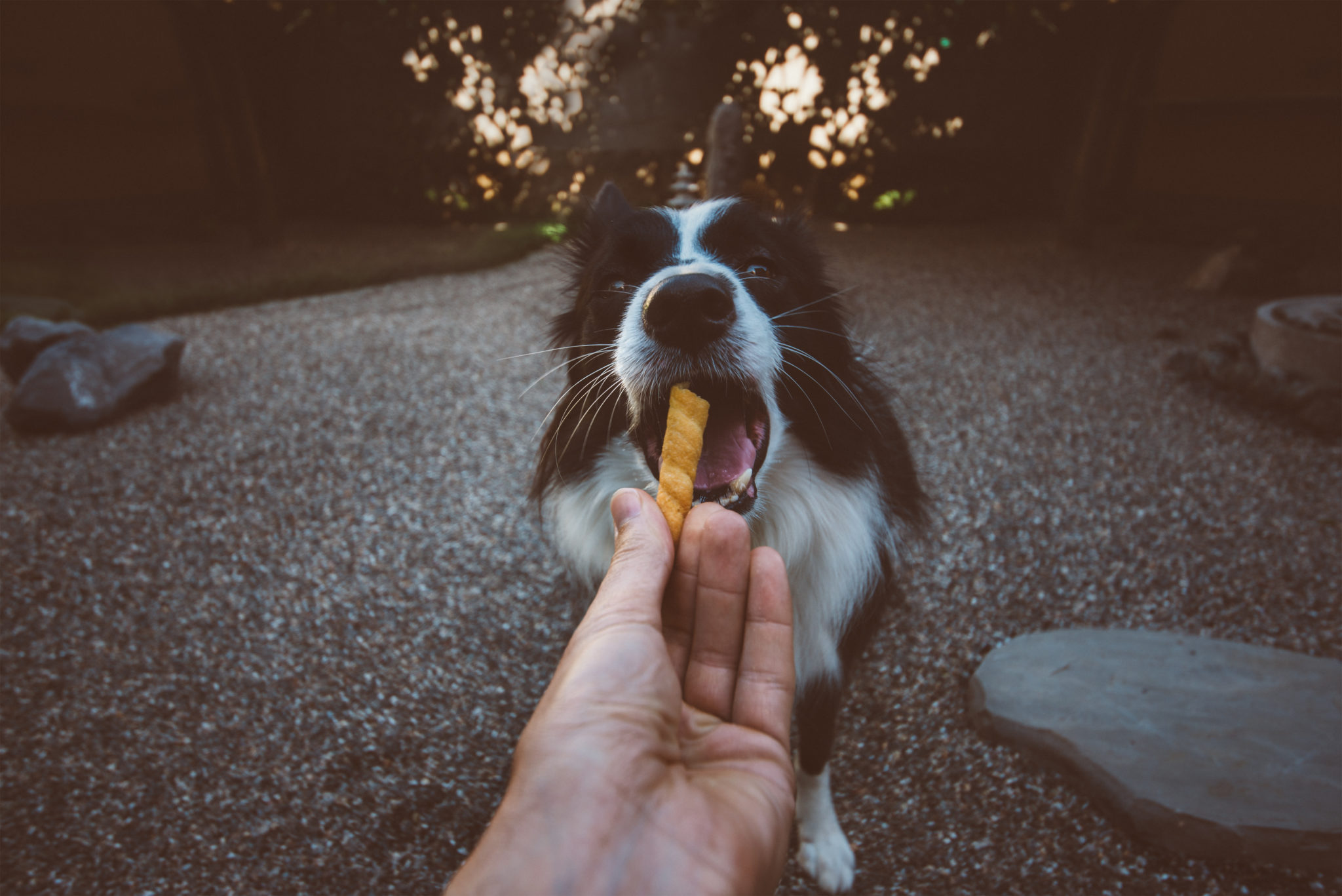 ZASADY OPTYMALNEGO ŻYWIENIA PSA | DogWay