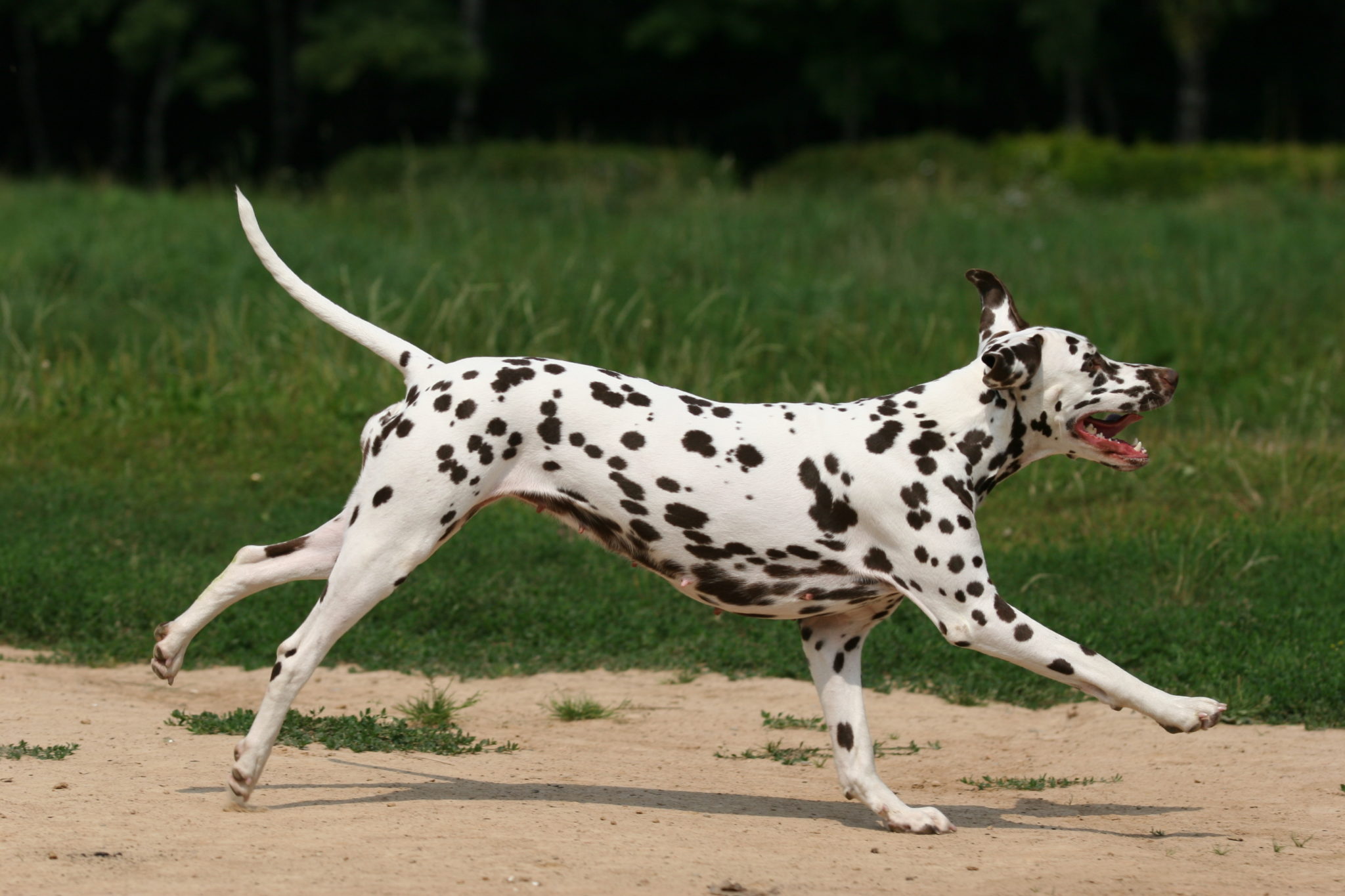 POZNAJ PSA: DALMATYŃCZYK | DogWay
