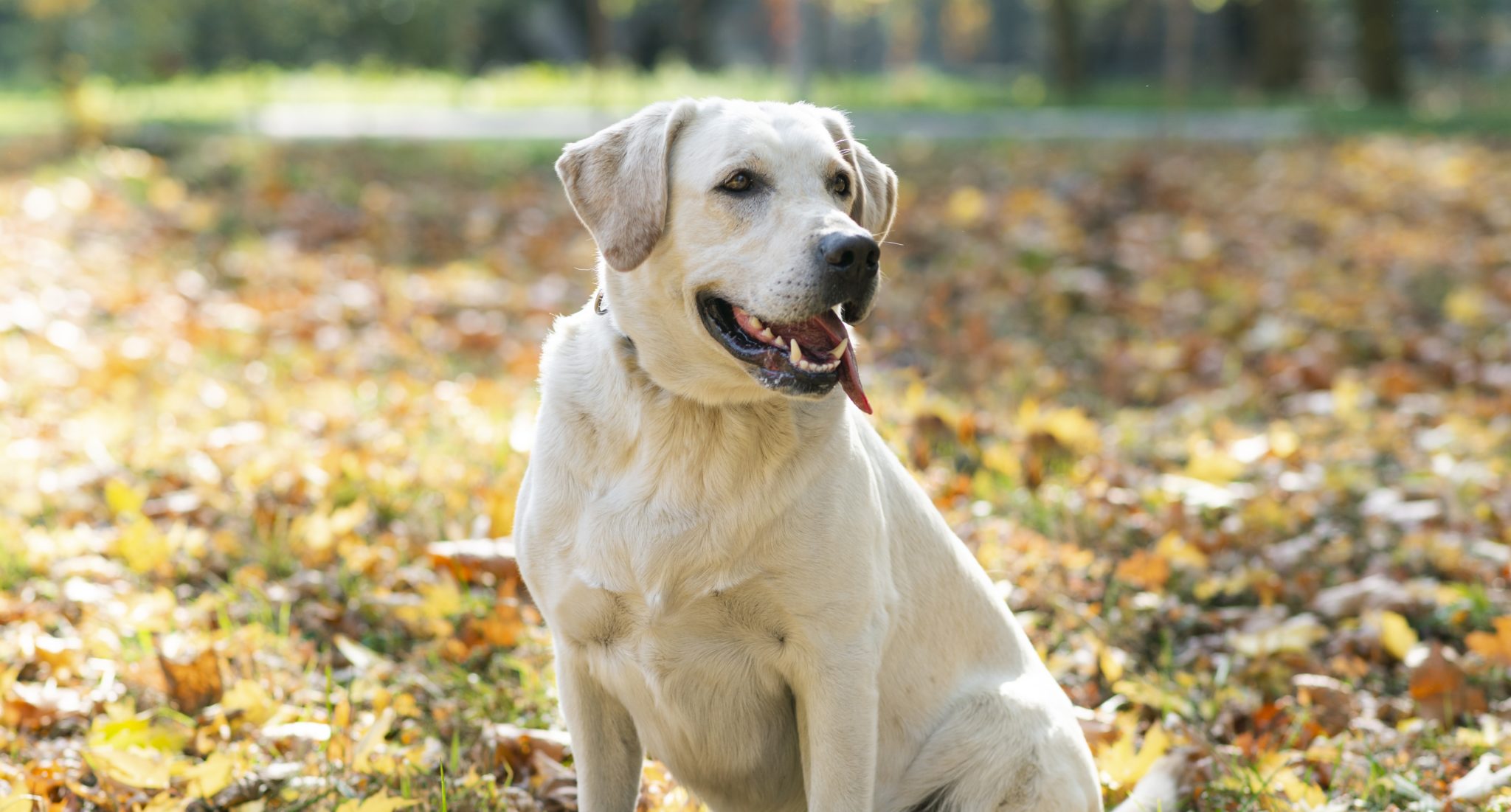 KOPROFAGIA- JAK SIĘ UPORAĆ Z NIEPRZYJEMNYM NAWYKIEM? | DogWay