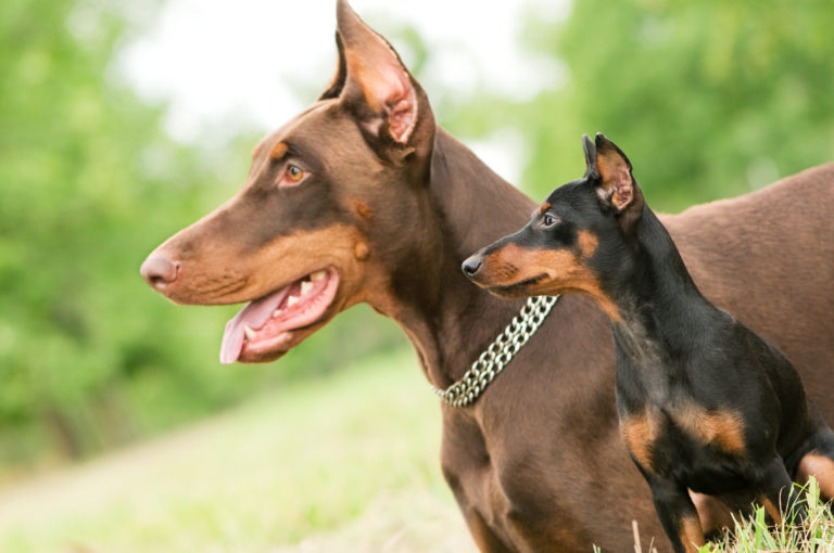 Poznaj psa: DOBERMAN | DogWay