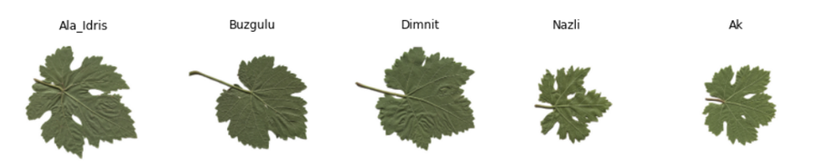 How to do Multiclass Image Classification with Data Augmentation?