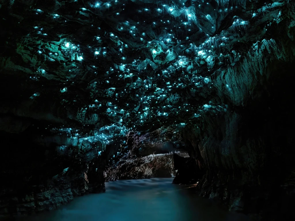 Waitomo Glowworm Caves: New Zealand’s Bioluminescent Caves Only ... Waitomo Glowworm Caves: New Zealand’s Bioluminescent Caves Only ...