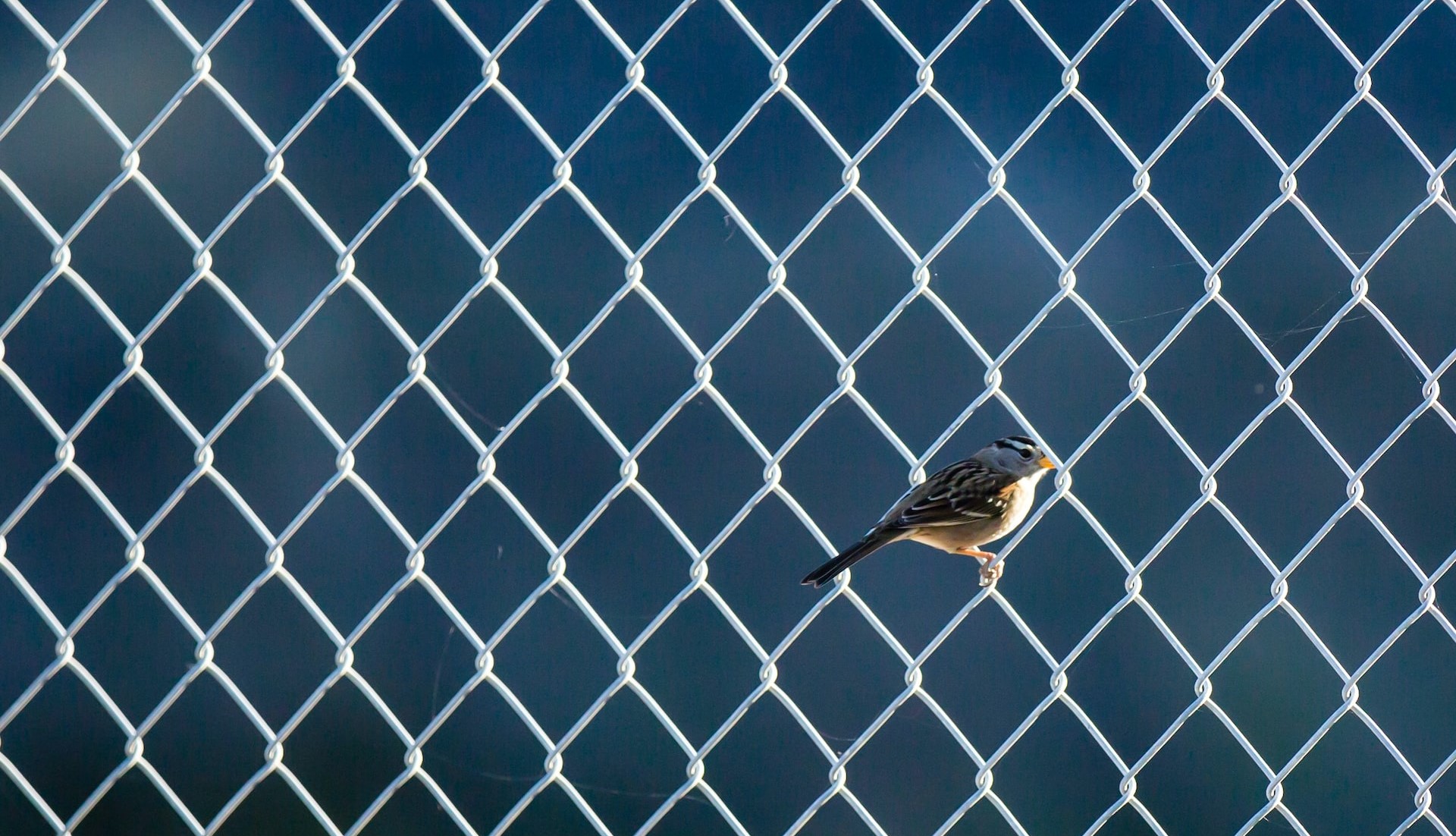 Factors That Determine Chain Link Fencing Cost | ALPINE Fencing