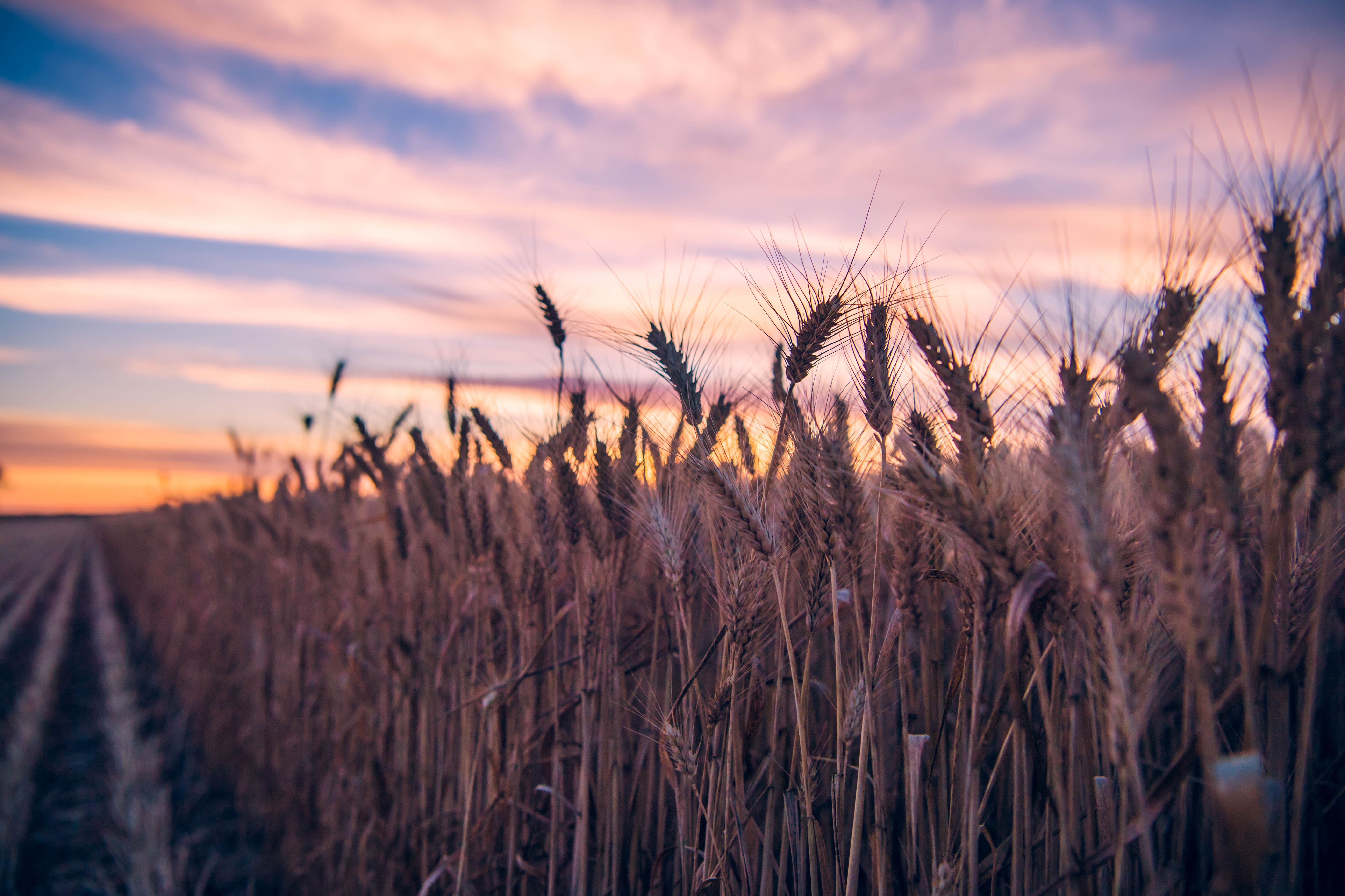 AgriDigital and Clear Grain Collaboration