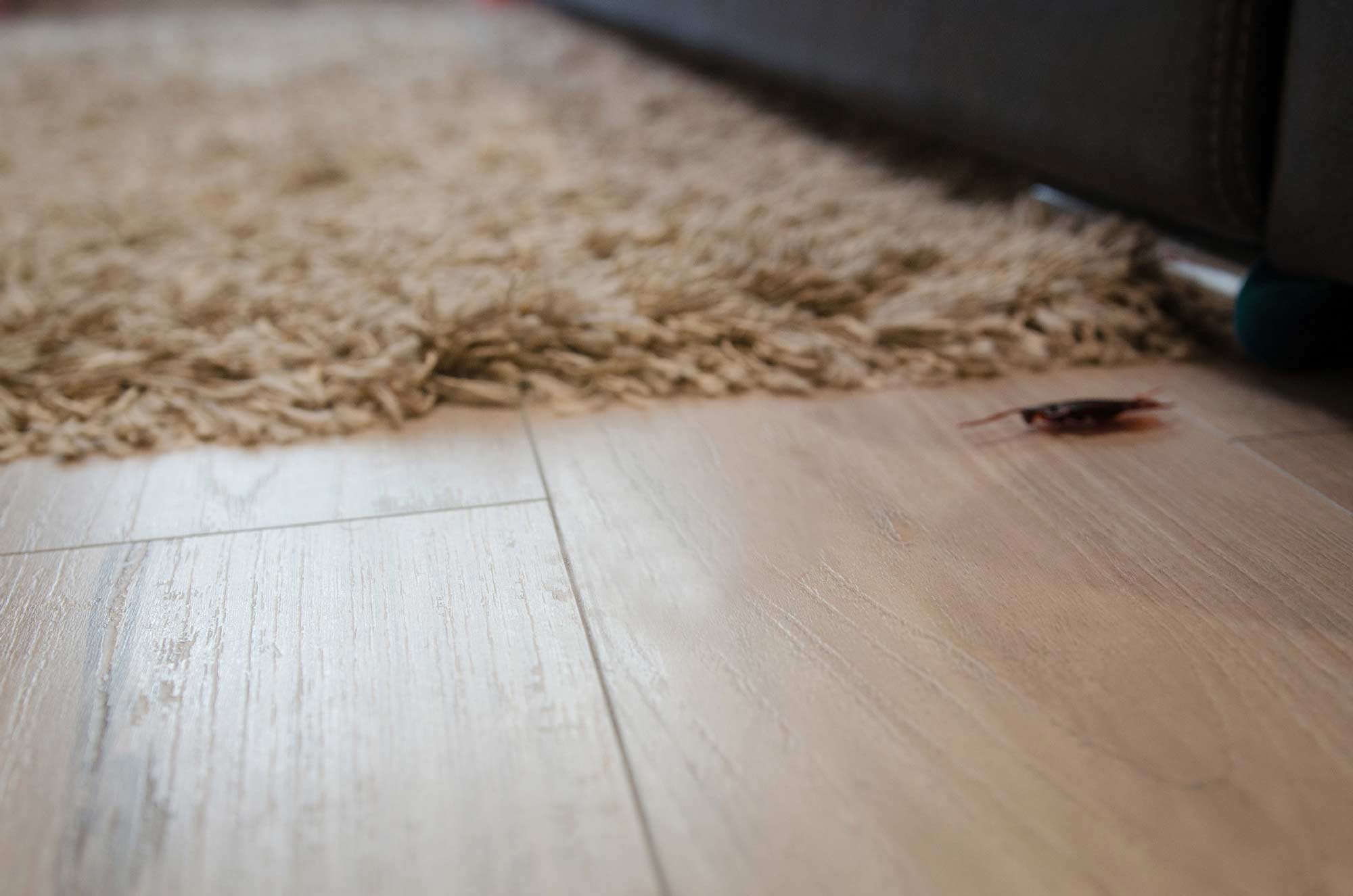 How To Get Rid Of Roaches In Commercial Buildings In Brooklyn