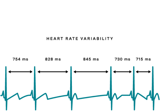 What is HRV? | Basis Blog