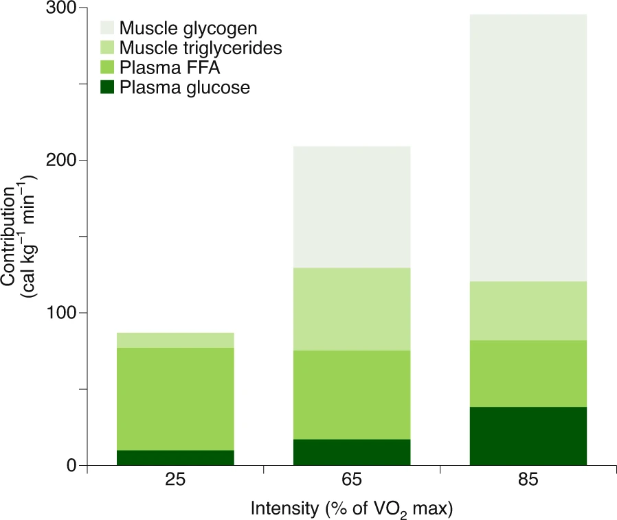 Know your power source: the body’s three energy systems | Basis Blog