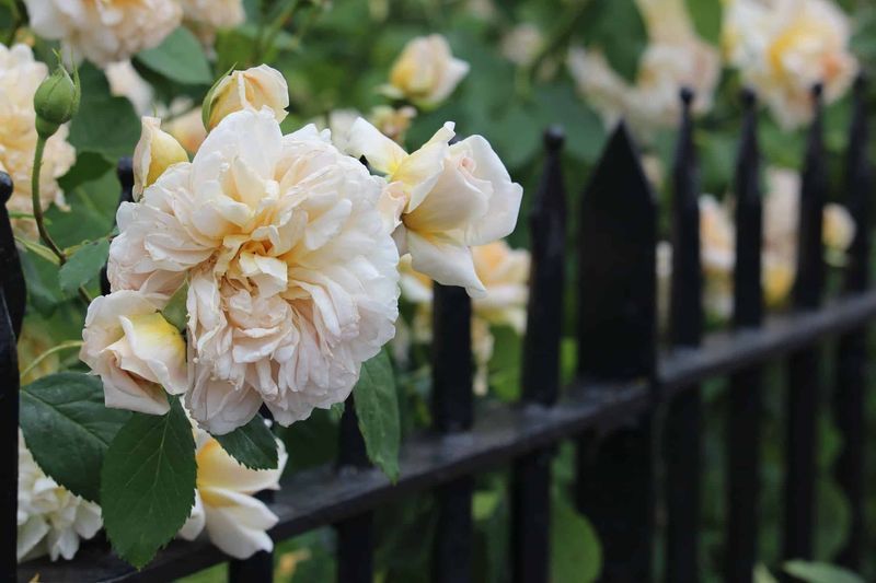 Best Rose Gardens To Visit In Britain