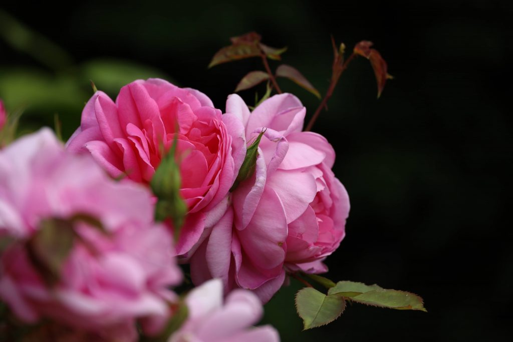 Queen Mary’s Rose Gardens: The Complete List Of Roses