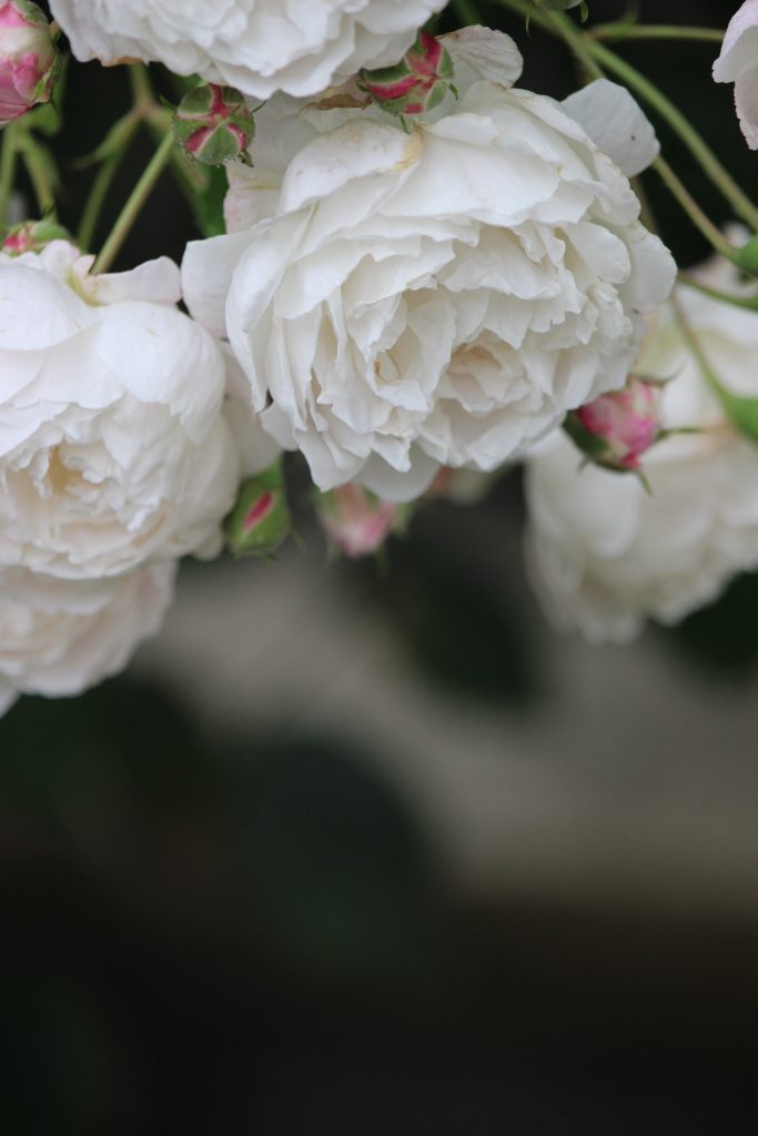 How do roses get their names?