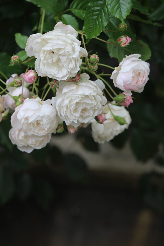 How do roses get their names?