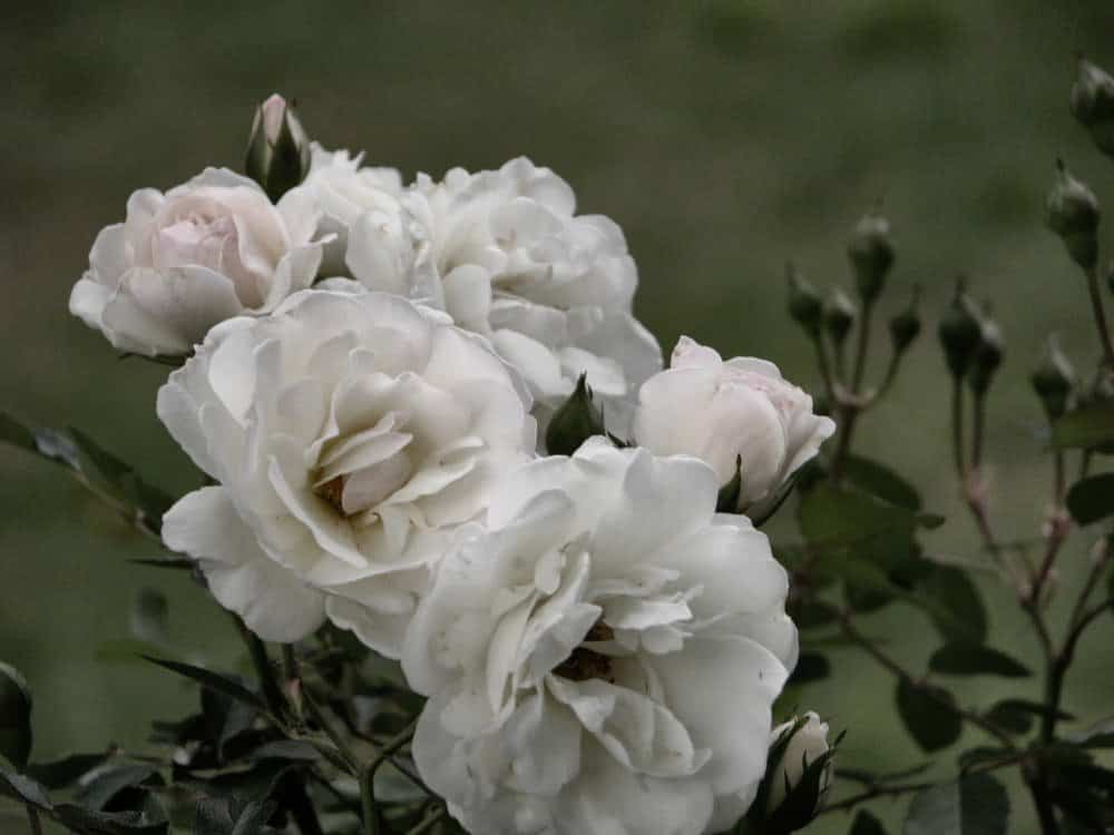 10 Fascinating Facts About Roses That Will Simply Astonish You