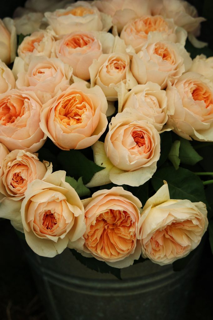 10 Fascinating Facts About Roses That Will Simply Astonish You