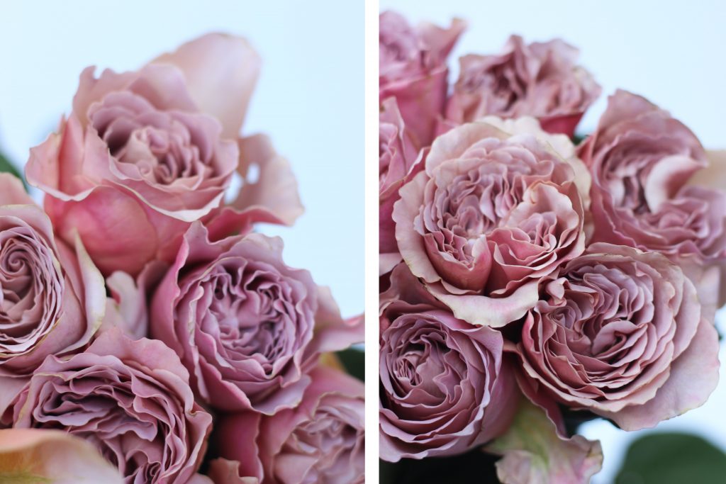 Rose Cafe Latte – an epitome of beauty