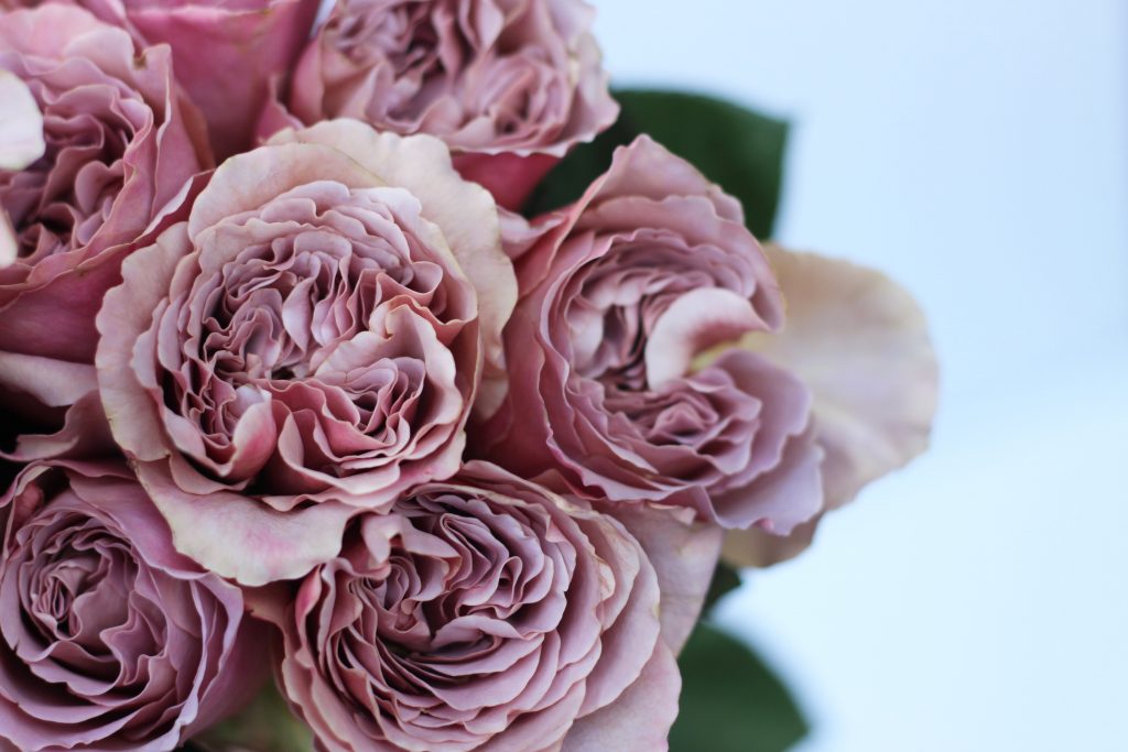 Rose Cafe Latte – an epitome of beauty