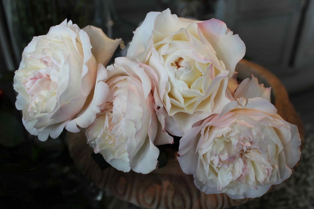 Zita Elze & delicate bloom