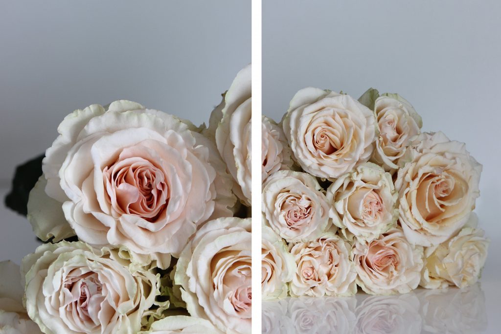 All About The Ghobi Rose