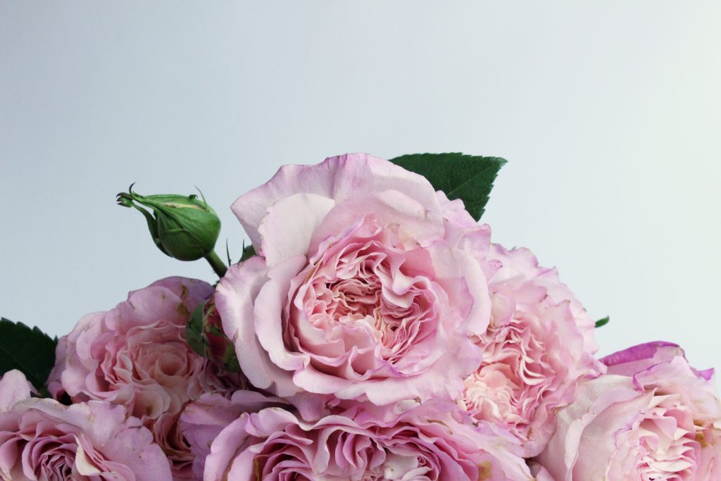 Roses named after famous people