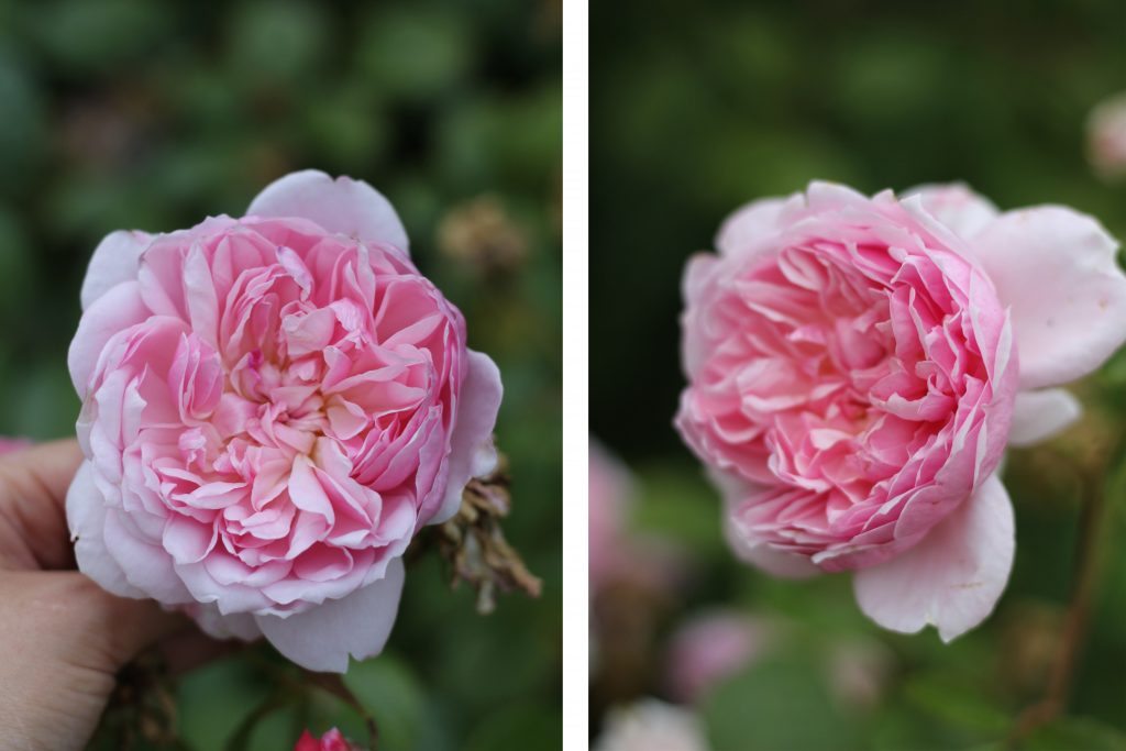 Roses named after famous people