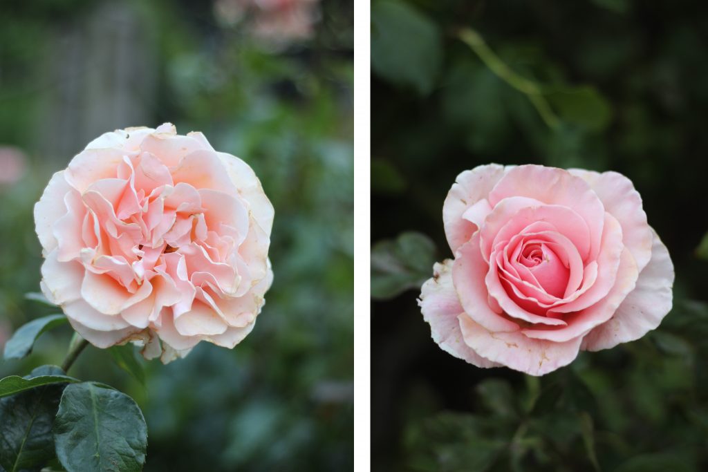 Roses named after famous people