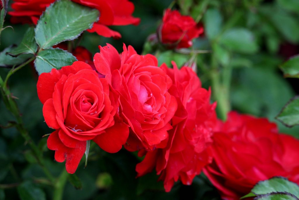 Roses named after famous people