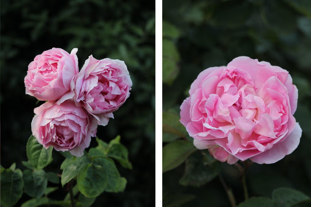 Roses named after famous people