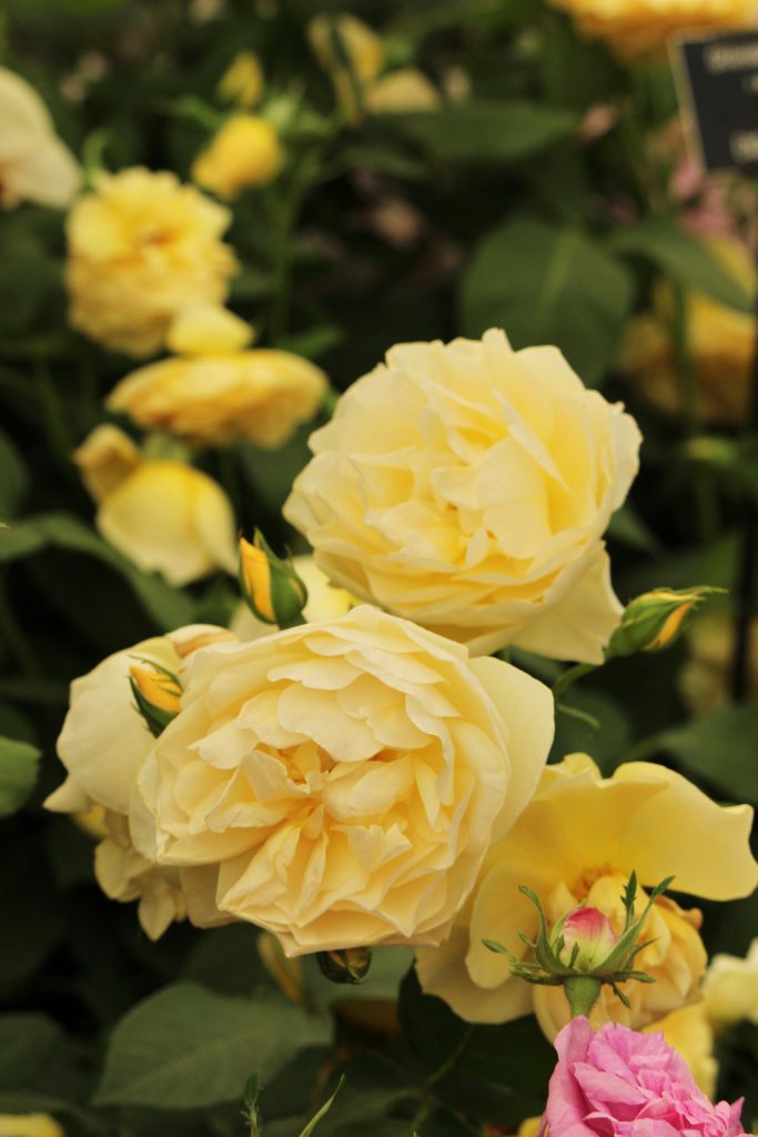Roses named after famous people