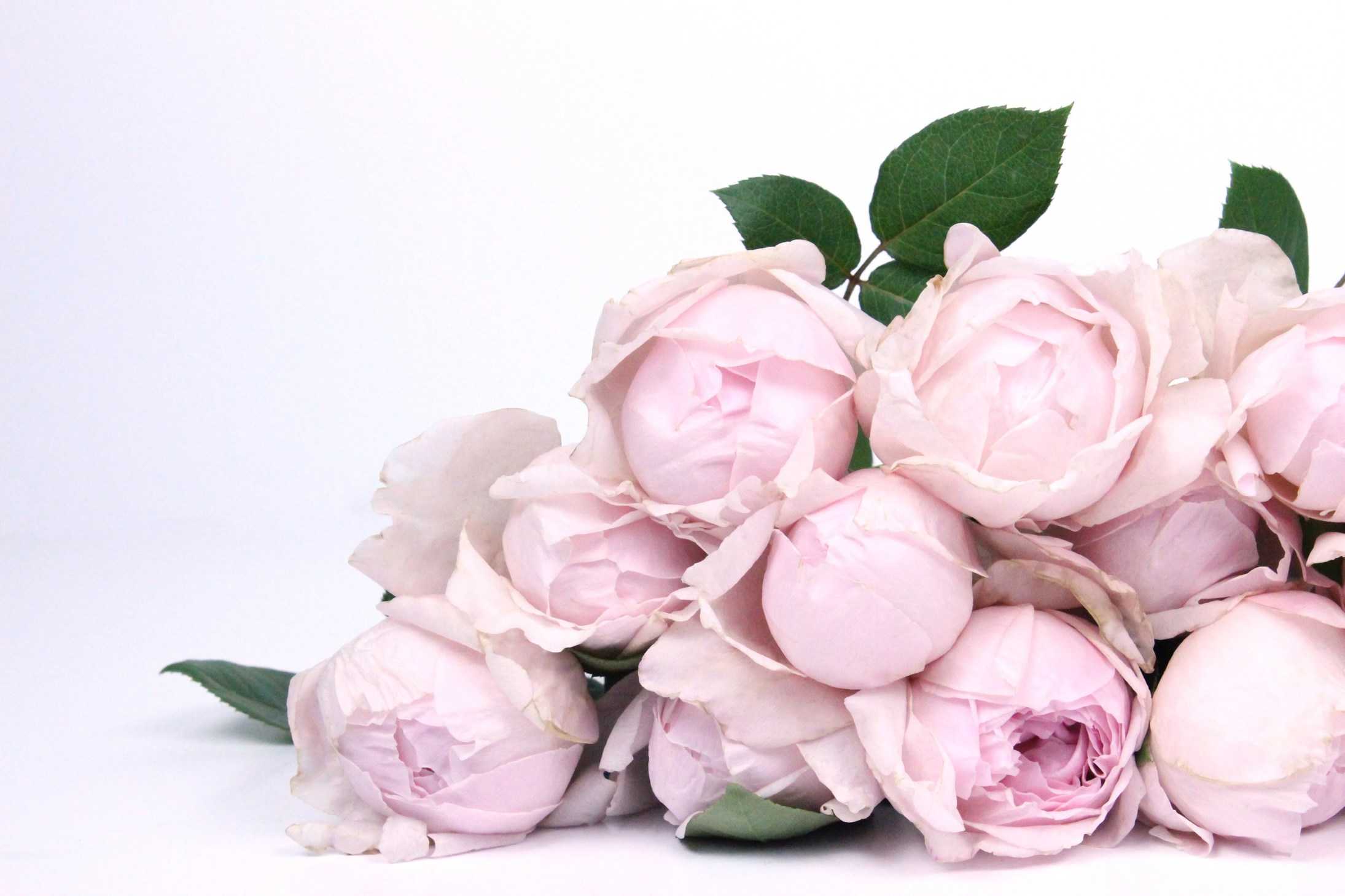 Fall in love with the Peony Pink Rose