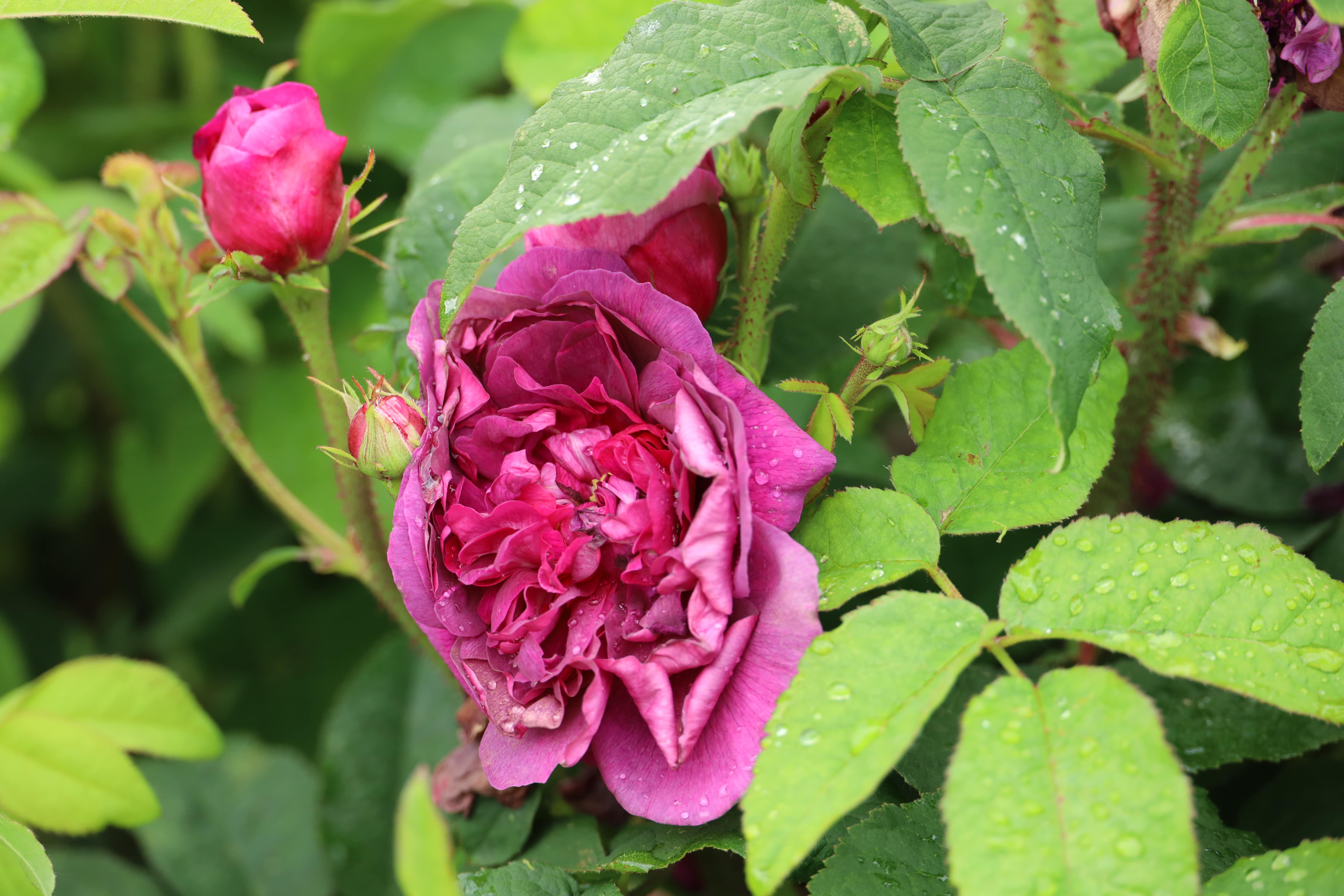 The Resurgence of Old Fashioned Roses: Graham Stuart Thomas and ...