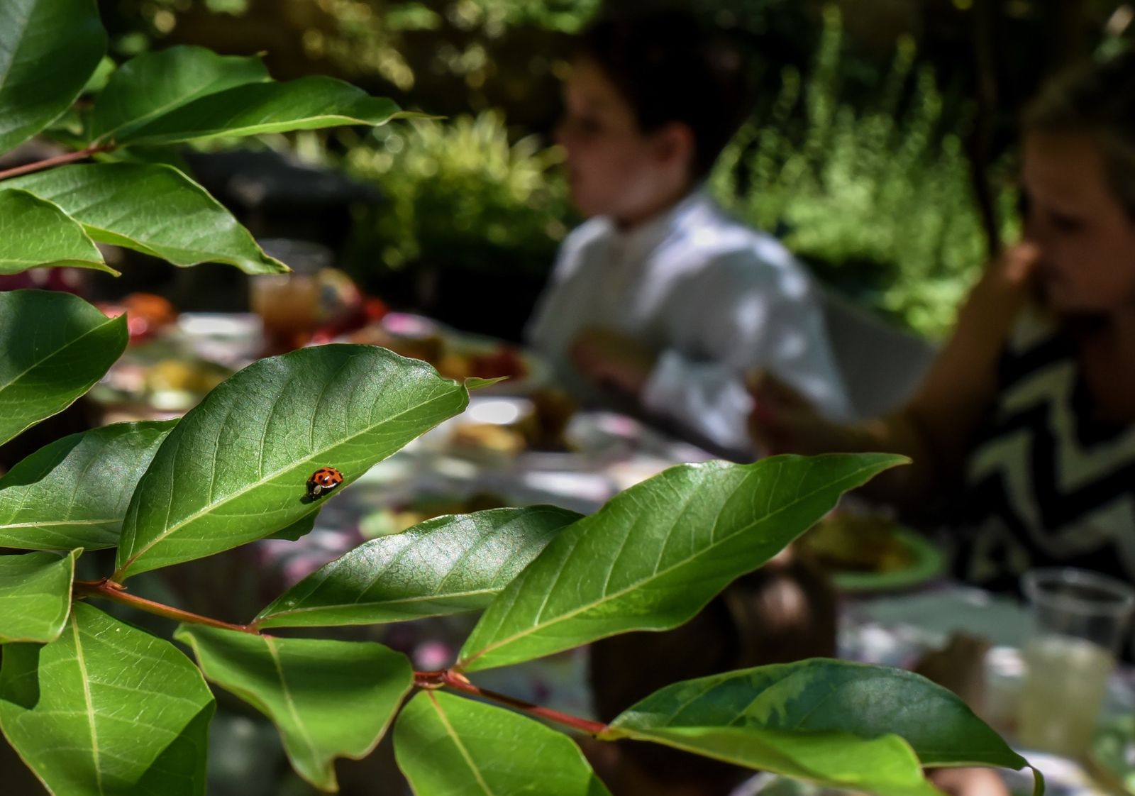 Allergy Blog - Preventing and Treating Summer Bug Bites