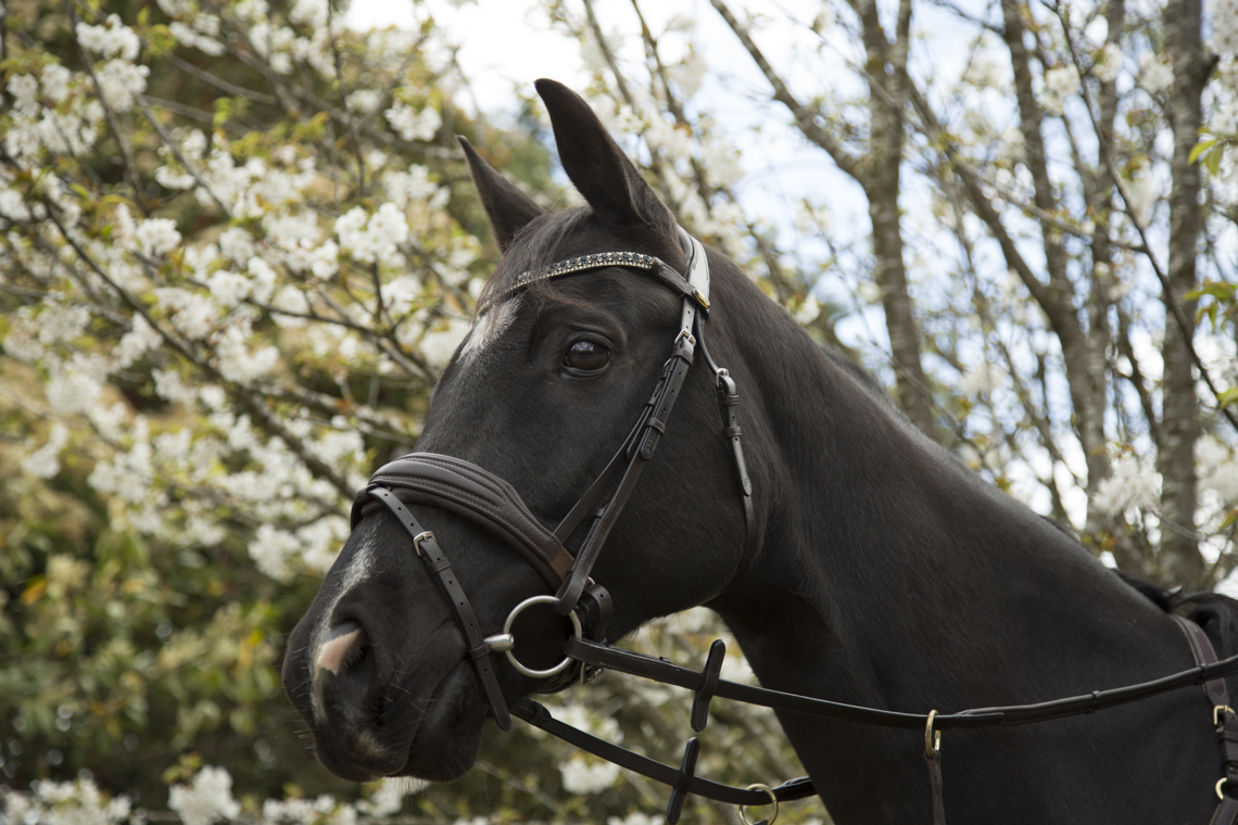 Equestrian Images