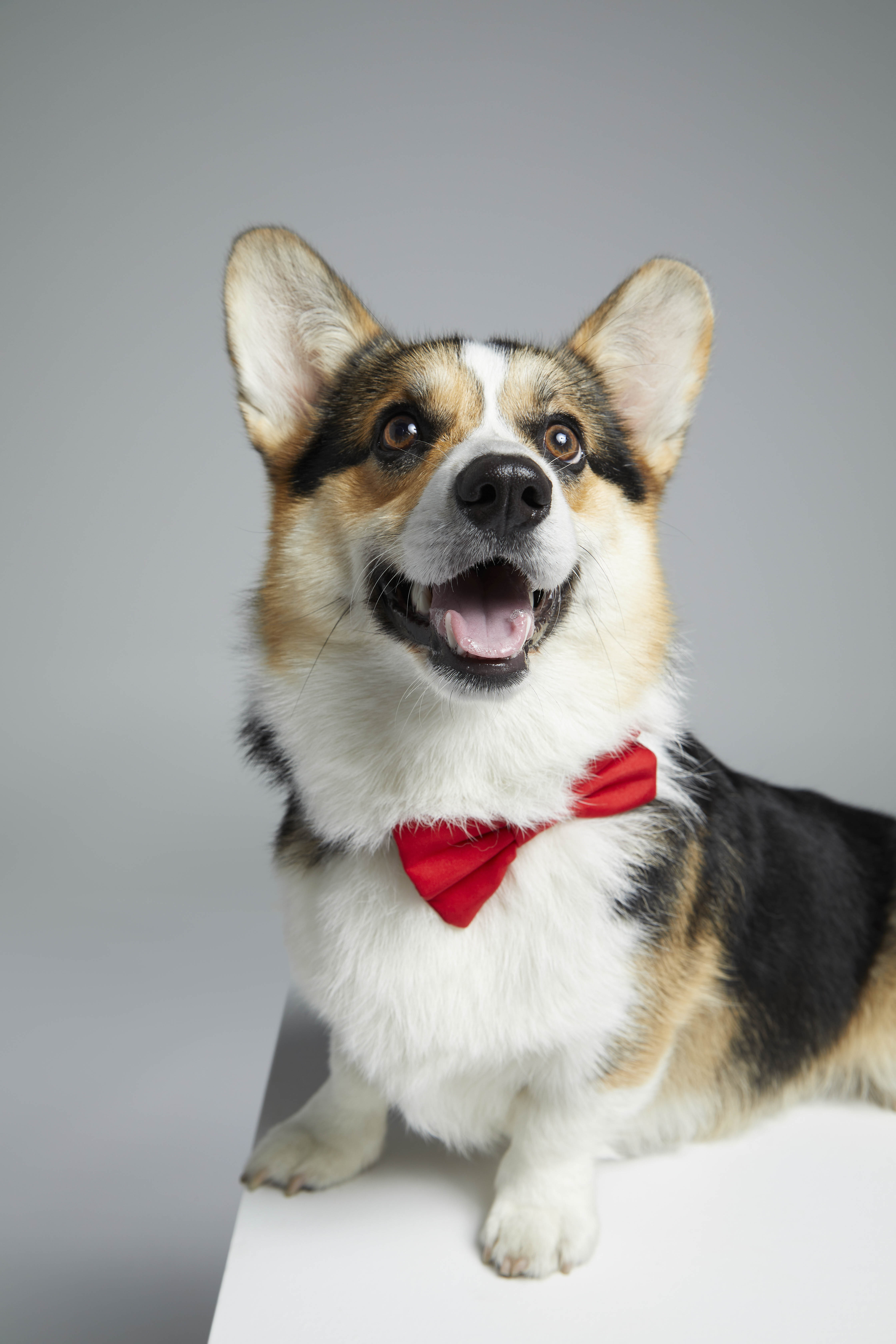 Paws & Portraits Studio Shoot