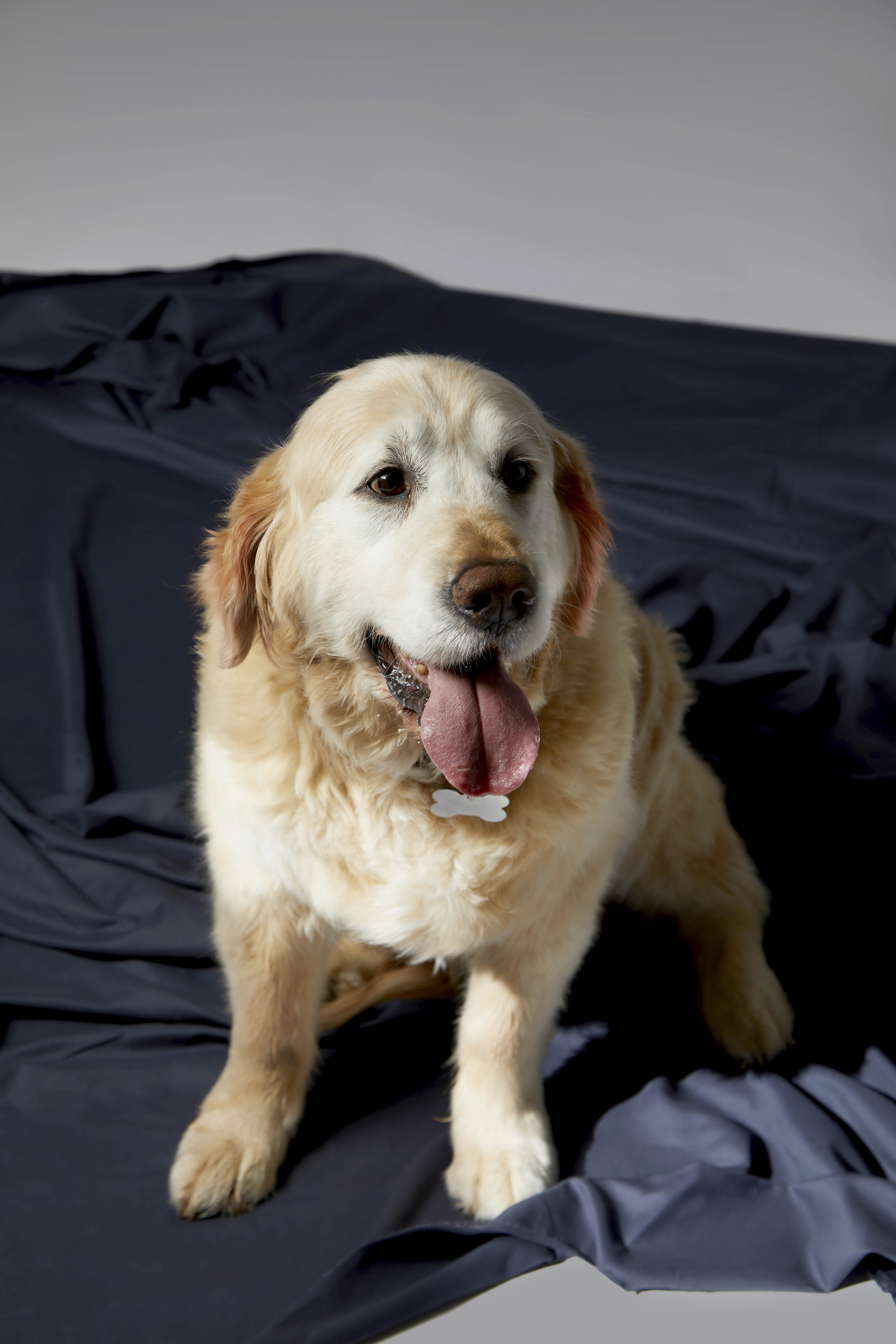 Paws & Portraits Studio Shoot