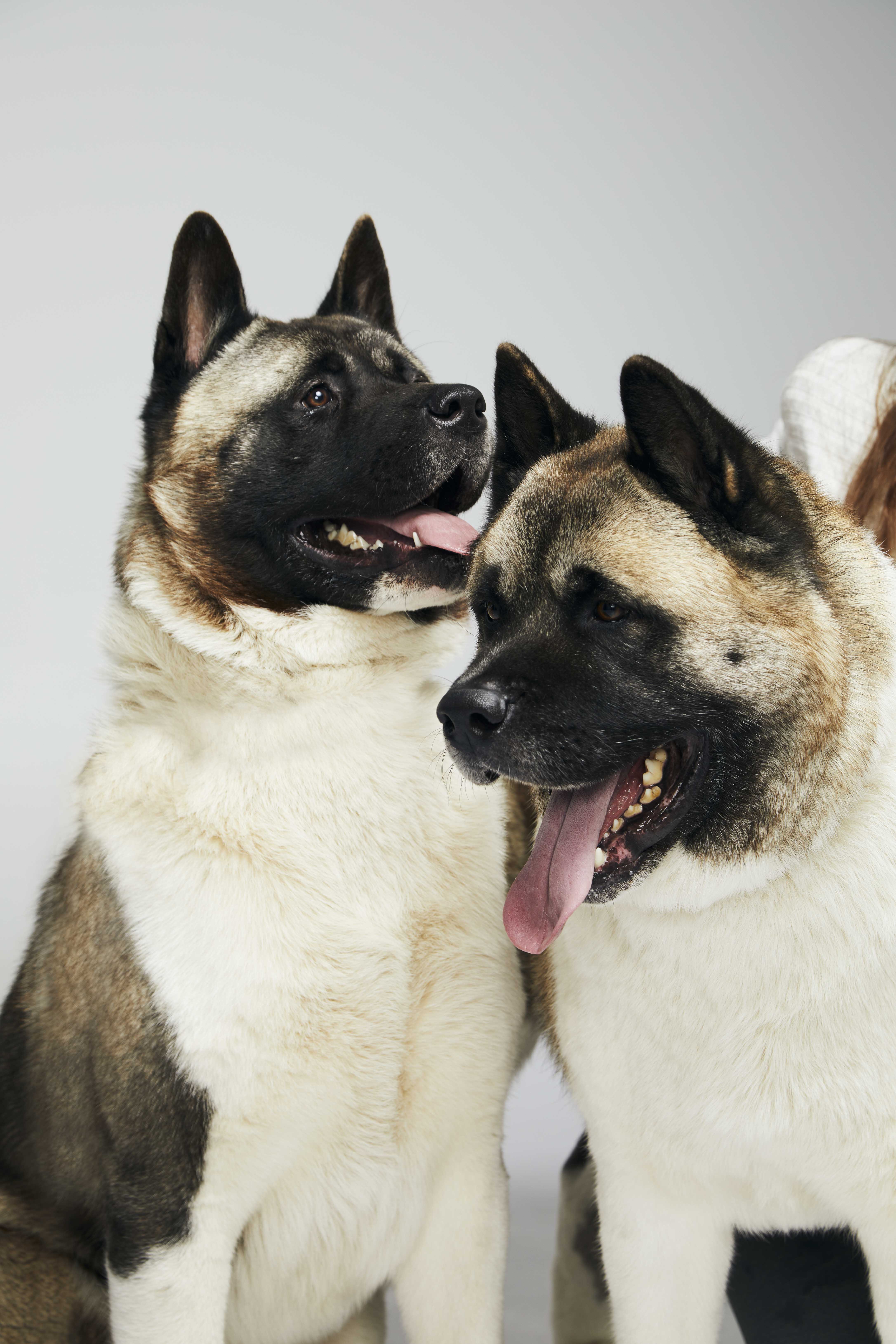 Paws & Portraits Studio Shoot